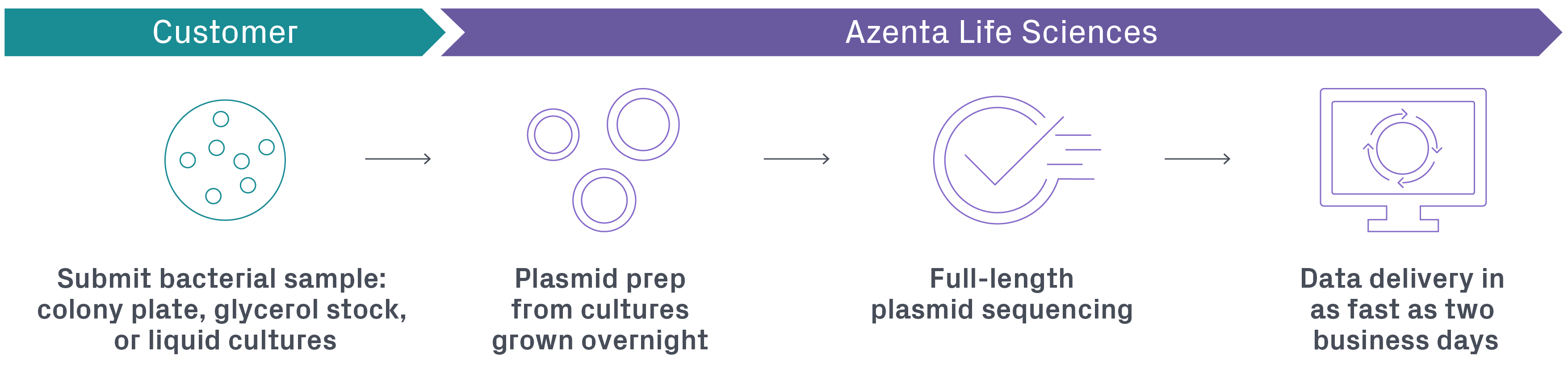 Direct Colony to Whole Plasmid Sequencing | GENEWIZ