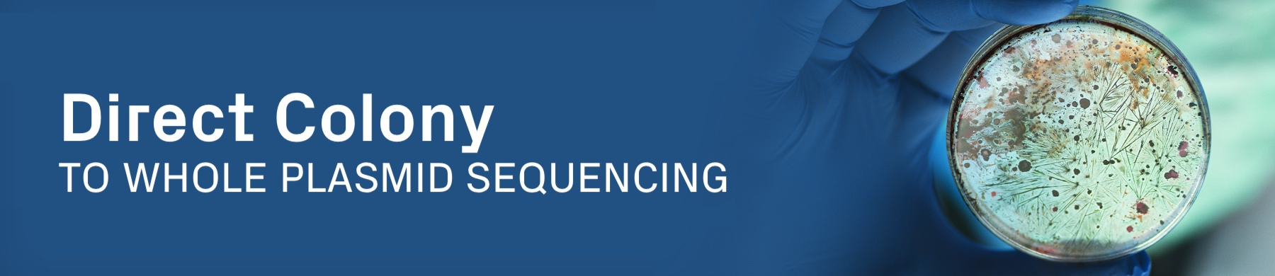 Direct Colony to Whole Plasmid Sequencing | GENEWIZ