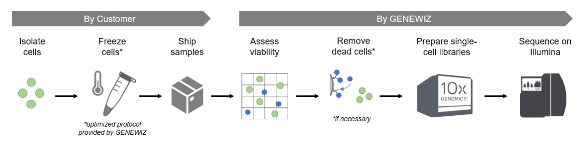 Single-Cell ATAC-Seq FAQs | GENEWIZ from Azenta