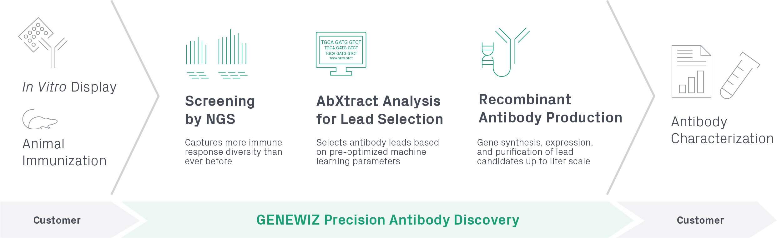 Precision Antibody Discovery FAQs | Azenta Life Sciences